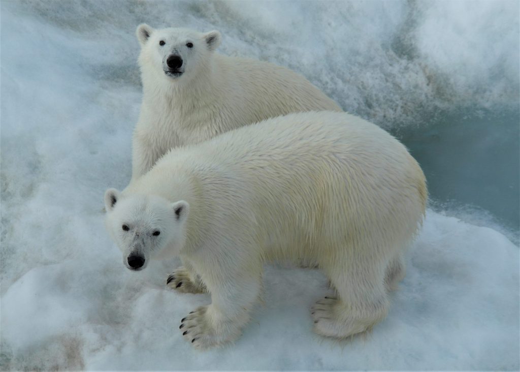 Atmospheric scientists on an Arctic expedition - Airmodus Newsletter ...